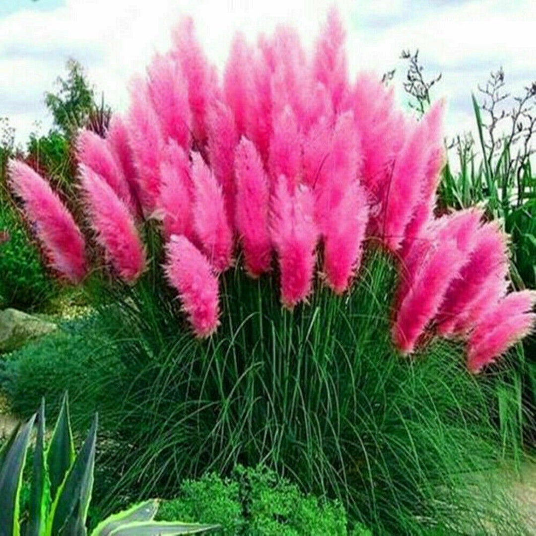 Pink Pampas Grass Perennial Flowering Garden Plant 200 Seeds Etsy