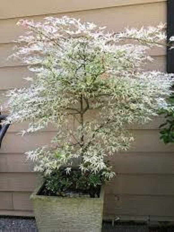 10 Seeds White Japanese Maple Tree Seeds - Etsy