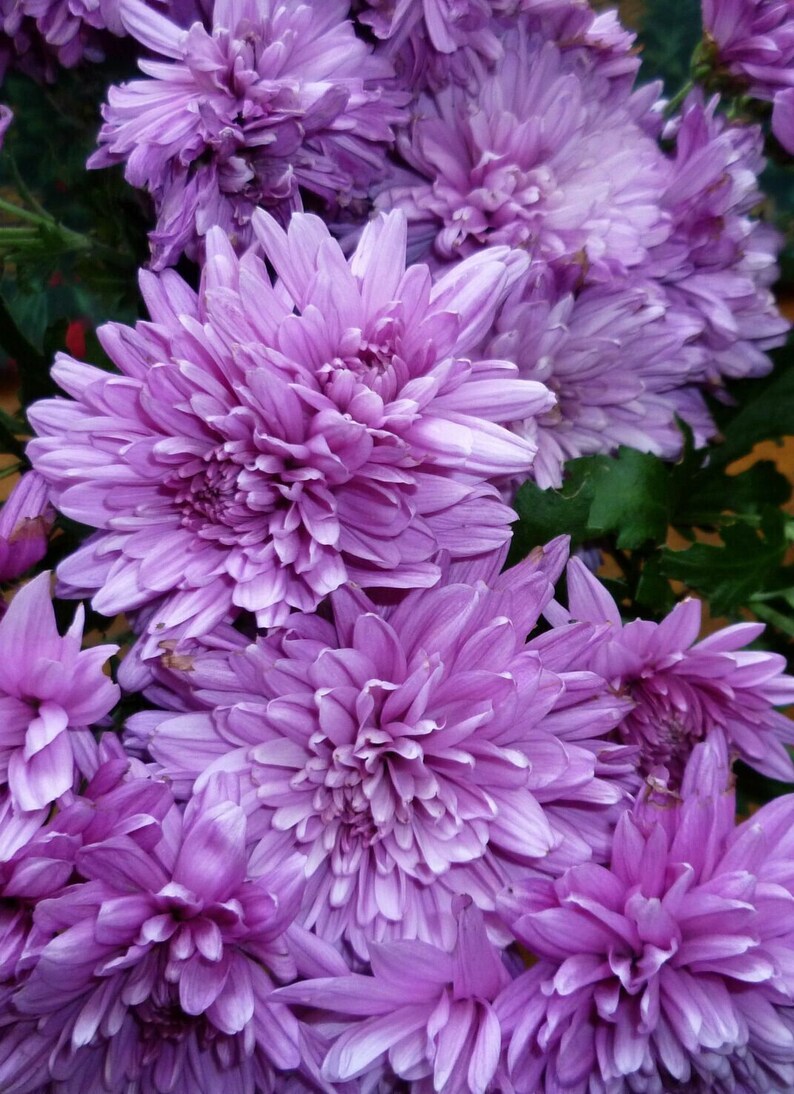 Purple Chrysanthemum Lavender Mums Flowers Garden Planting 200 Seeds - Etsy