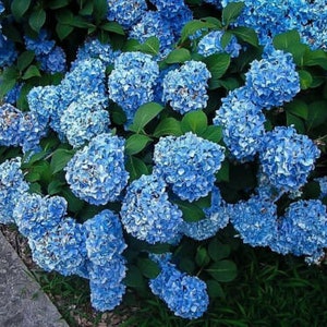 25 SEEDS Blue Hydrangeas Flower Plant Garden Plants - Etsy