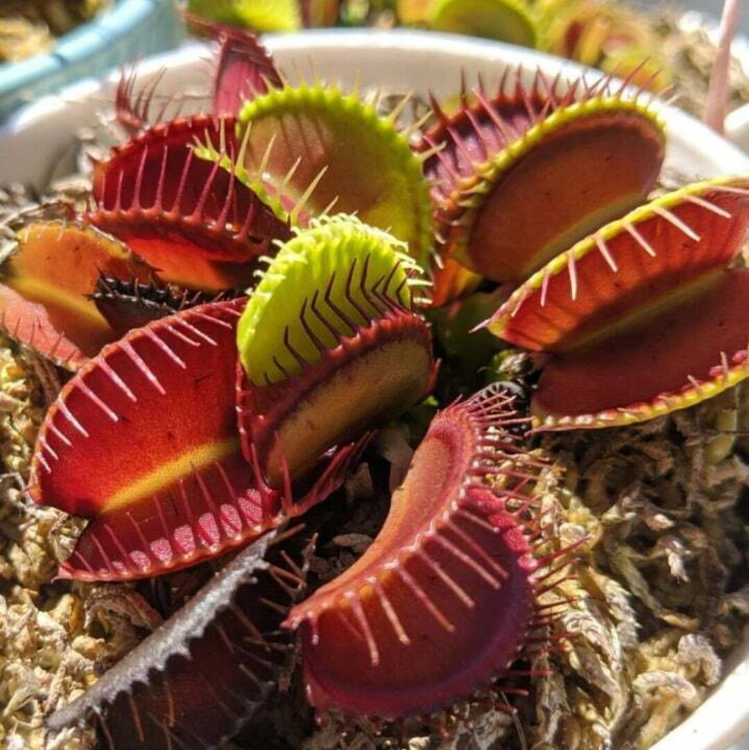 25 Seeds Venus Flytrap Seeds House Plants - Etsy