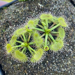 Fresh Seeds-drosera Hookeri, Australian Winter Growing Tuberous Sundew ...