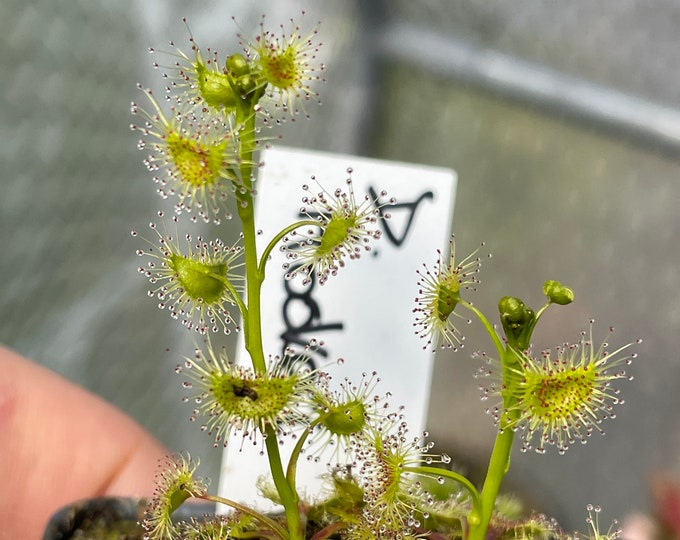 Fresh Seeds-drosera Hookeri, Australian Winter Growing Tuberous Sundew ...