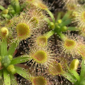 Gemmae-drosera Pulchella, “pink Flower”. Australian Pygmy Sundew ...