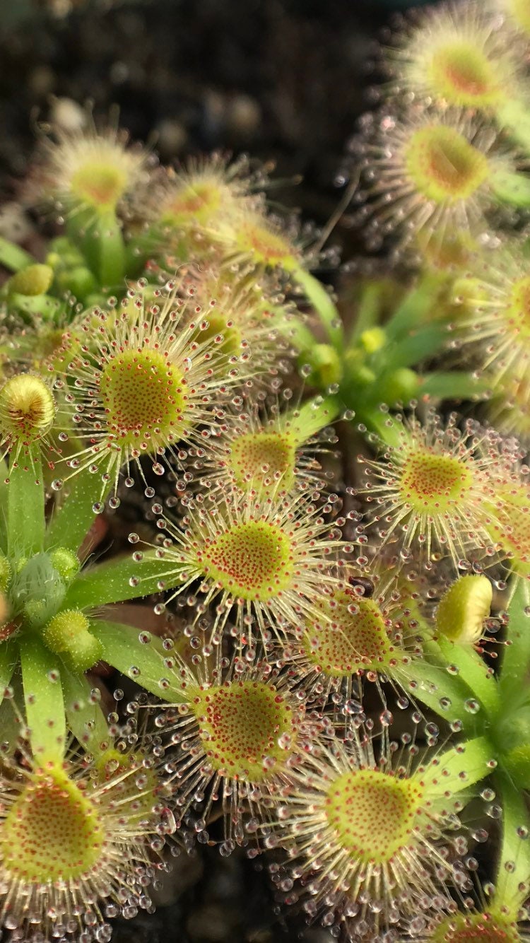 Gemmae-drosera Pulchella, “pink Flower”. Australian Pygmy Sundew ...