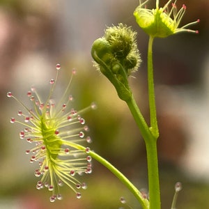 Fresh Seeds-drosera Hookeri, Australian Winter Growing Tuberous Sundew ...