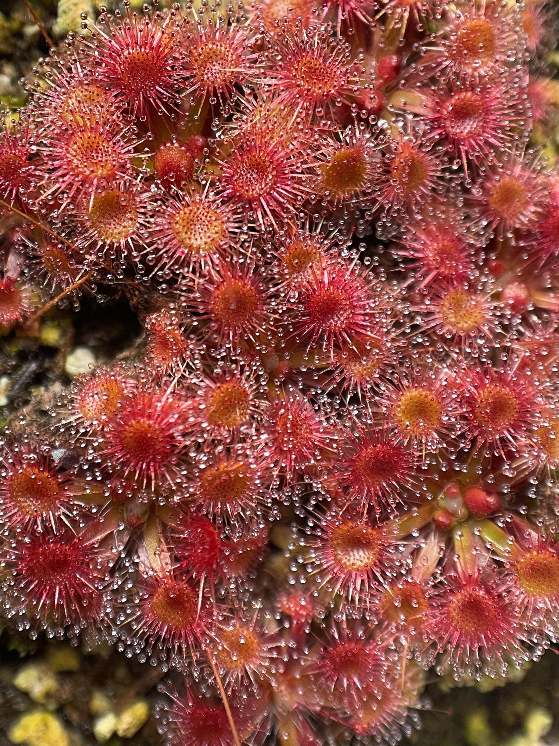 Gemmae-drosera Pulchella, “pink Flower”. Australian Pygmy Sundew ...