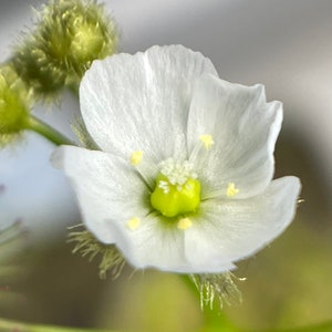 Fresh Seeds-drosera Hookeri, Australian Winter Growing Tuberous Sundew ...