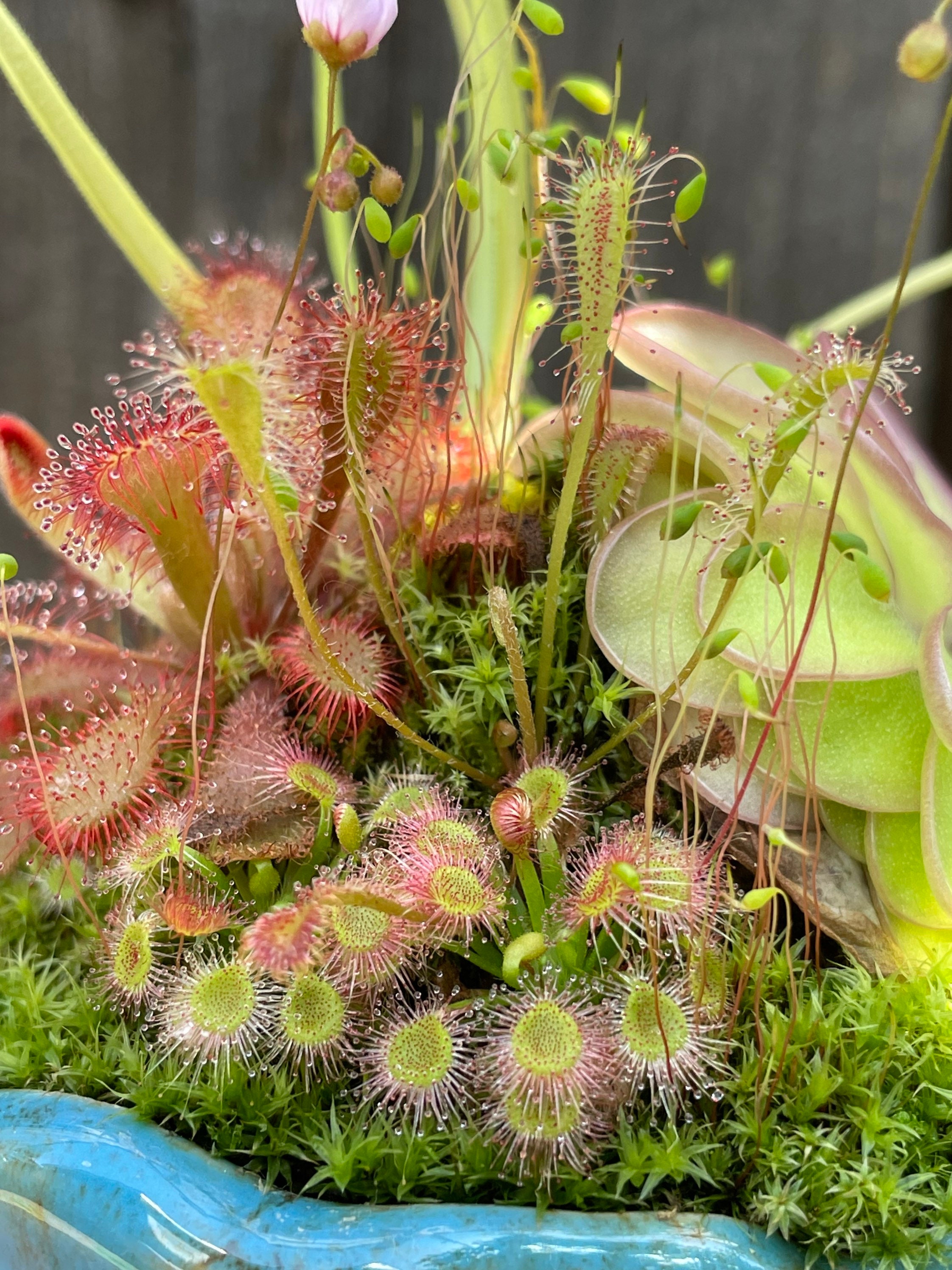 Gemmae-drosera Pulchella, “pink Flower”. Australian Pygmy Sundew ...