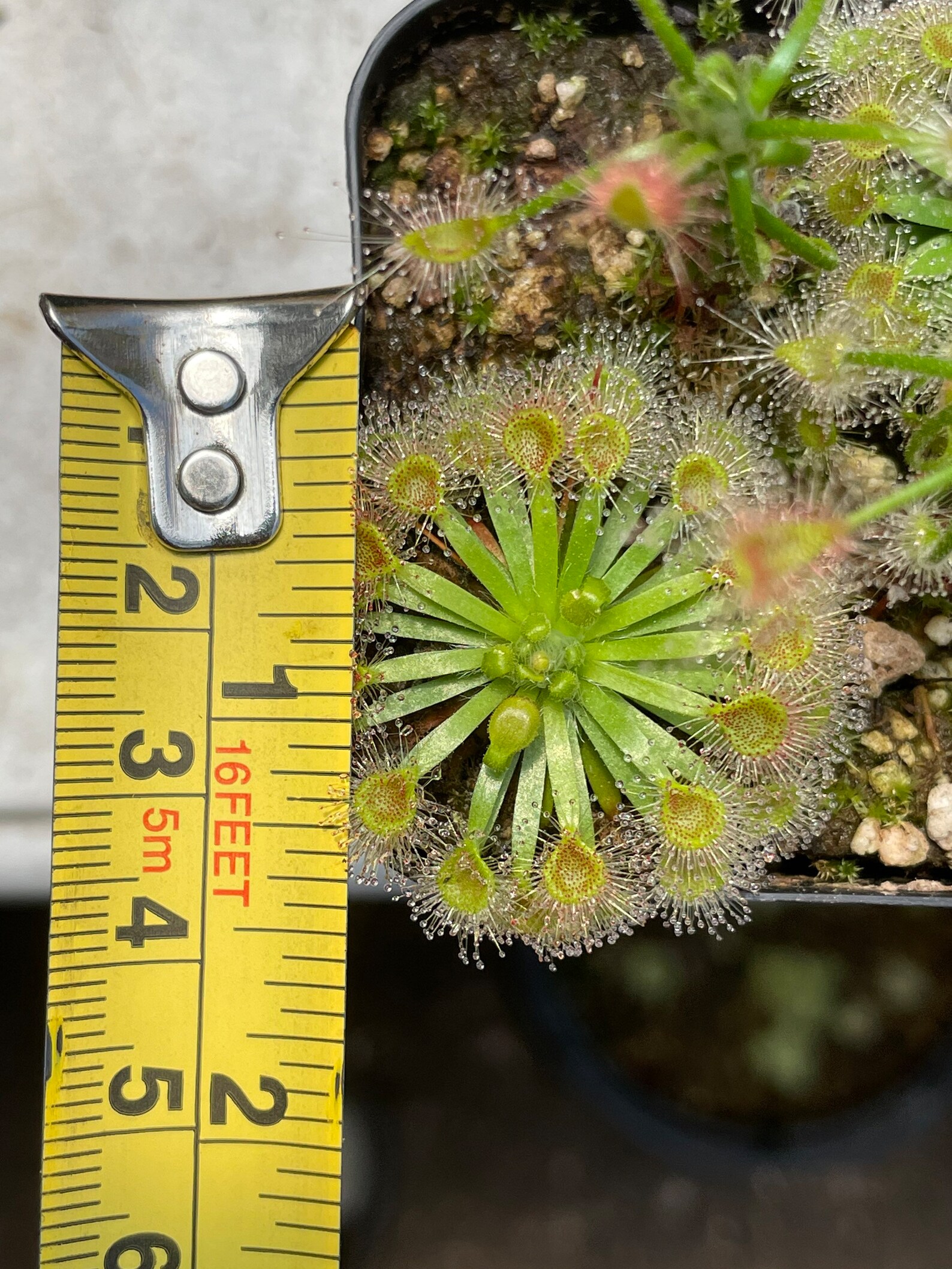 Gemmae-drosera Pulchella, “pink Flower”. Australian Pygmy Sundew ...