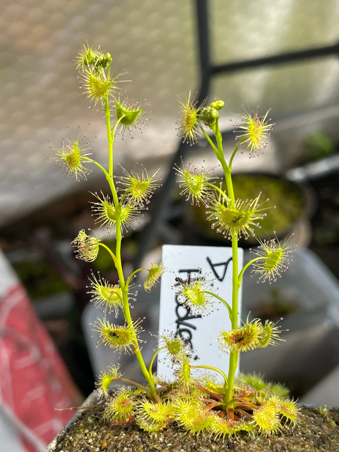 Fresh Seeds-drosera Hookeri, Australian Winter Growing Tuberous Sundew ...