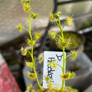 Fresh Seeds-drosera Hookeri, Australian Winter Growing Tuberous Sundew ...