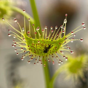 Fresh Seeds-drosera Hookeri, Australian Winter Growing Tuberous Sundew ...