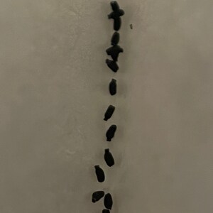 Fresh Seeds-drosera Hookeri, Australian Winter Growing Tuberous Sundew ...