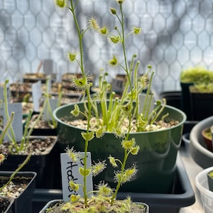 Fresh Seeds-drosera Hookeri, Australian Winter Growing Tuberous Sundew ...