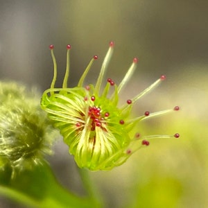 Fresh Seeds-drosera Hookeri, Australian Winter Growing Tuberous Sundew ...