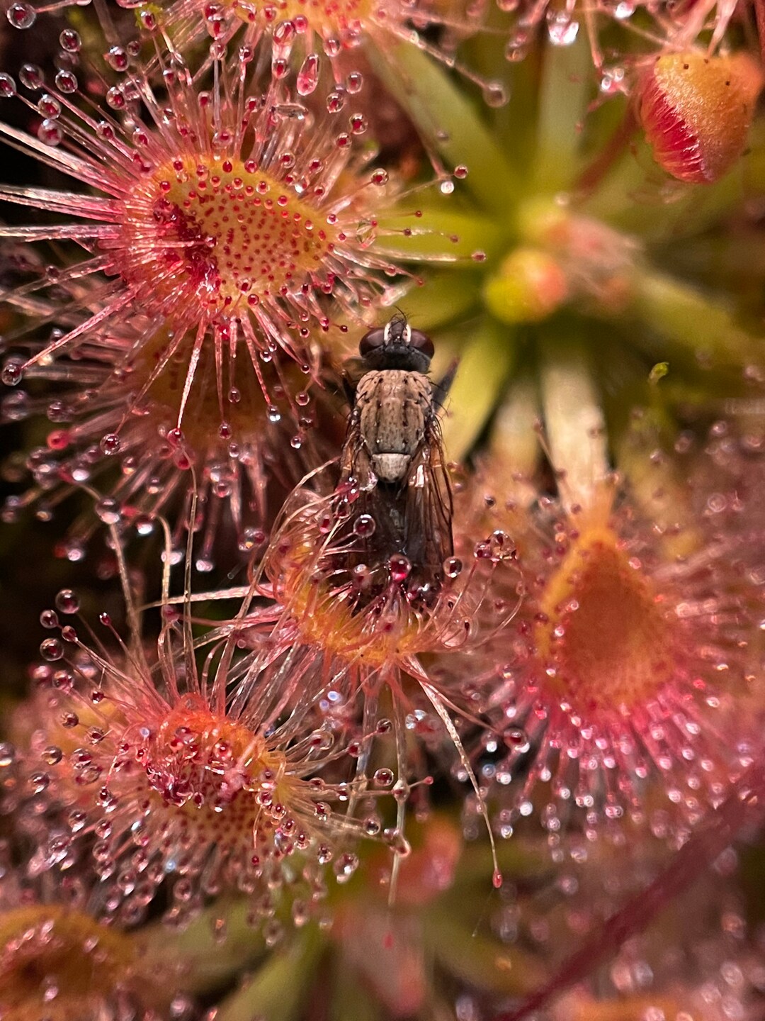 Gemmae-drosera Pulchella, “pink Flower”. Australian Pygmy Sundew ...