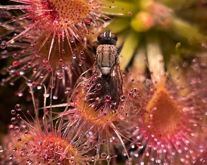 Gemmae-drosera Pulchella, “pink Flower”. Australian Pygmy Sundew ...