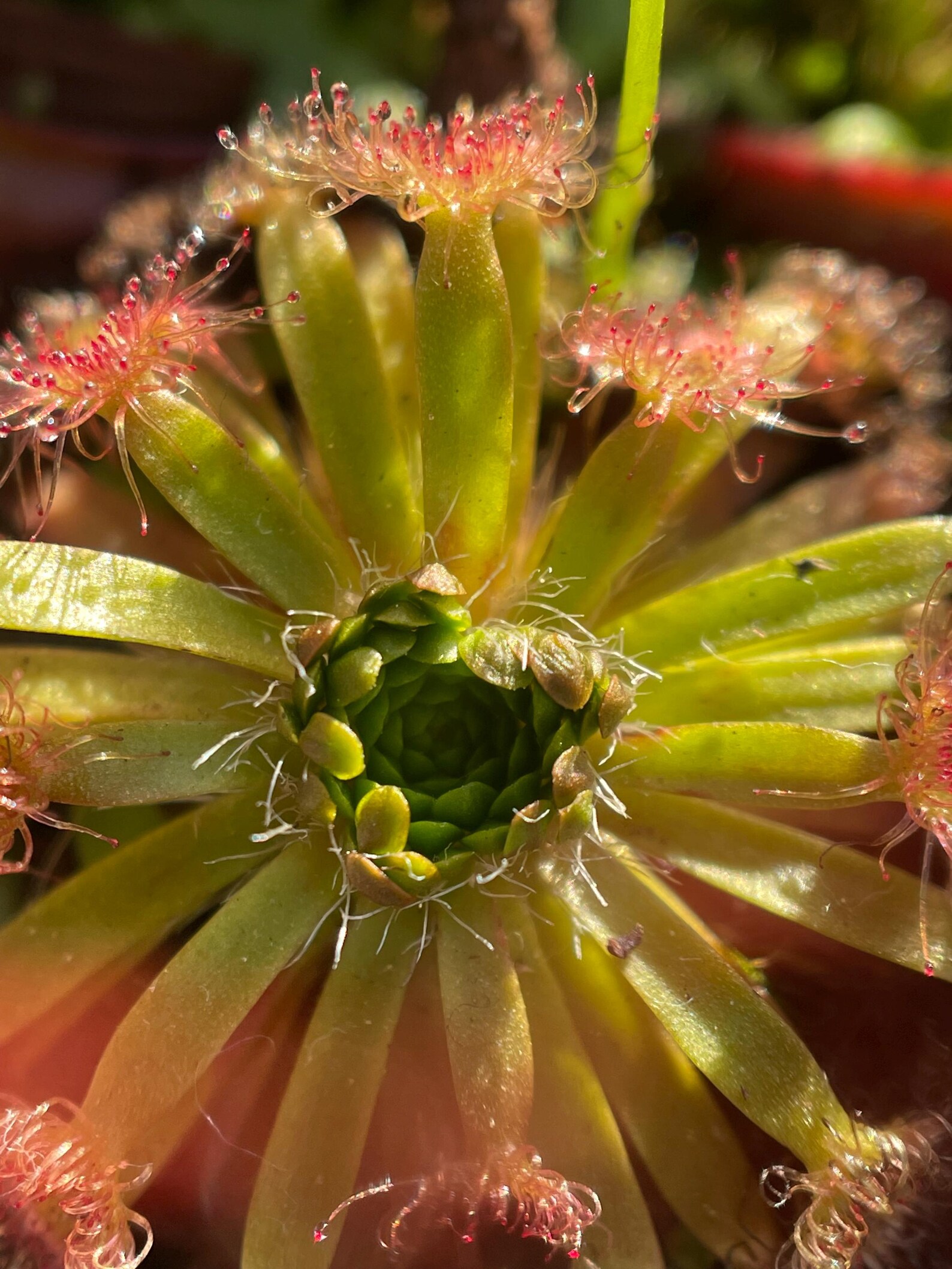 Gemmae-drosera Pulchella, “pink Flower”. Australian Pygmy Sundew ...