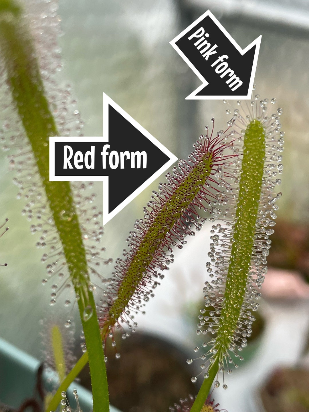 Seeds-drosera Capensis, Typical (narrow Leaf) Red, Albino/alba/pink, or ...