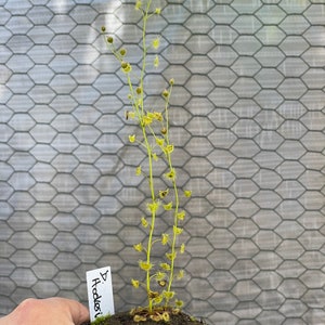 Fresh Seeds-drosera Hookeri, Australian Winter Growing Tuberous Sundew ...