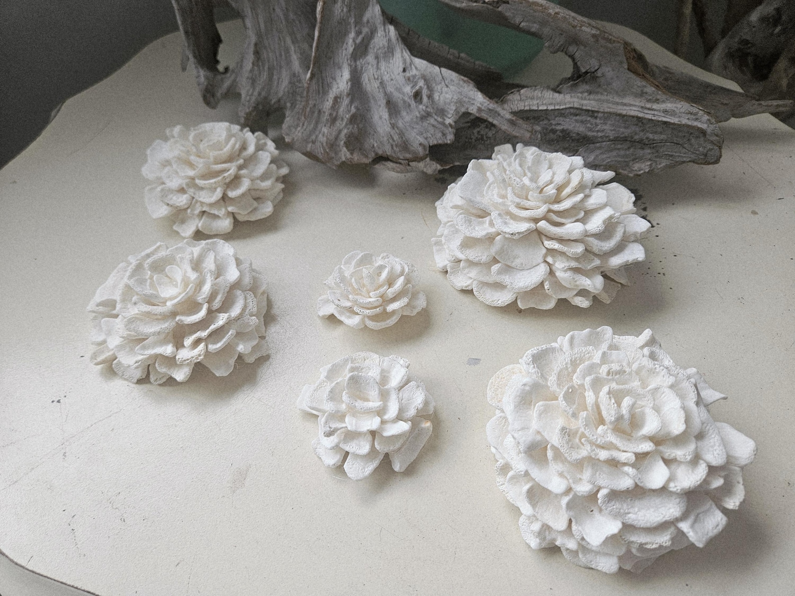 Barnacle Shell Flowers - Etsy