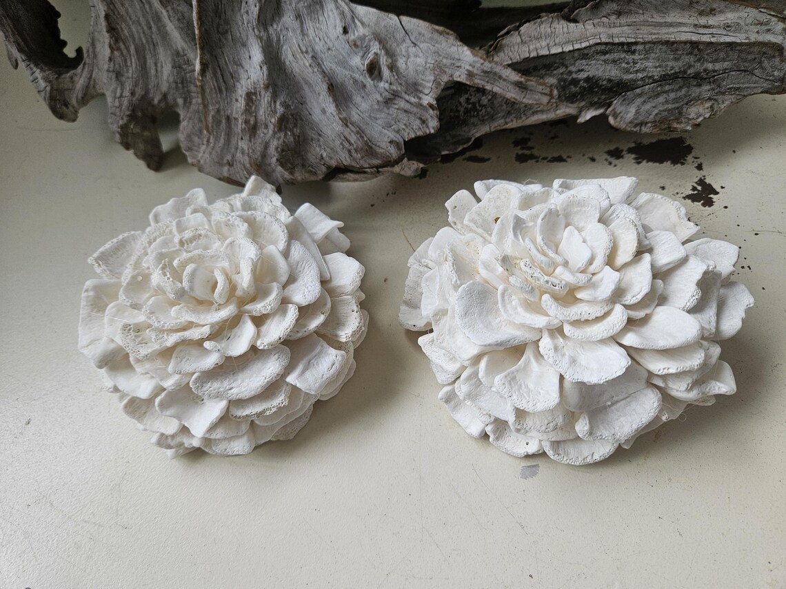 Barnacle Shell Flowers - Etsy