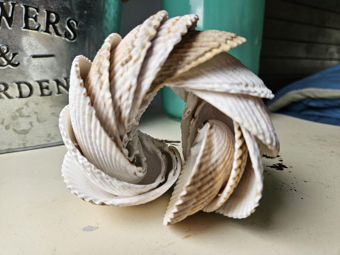 Cockle Shell Orb Sculpture - Etsy