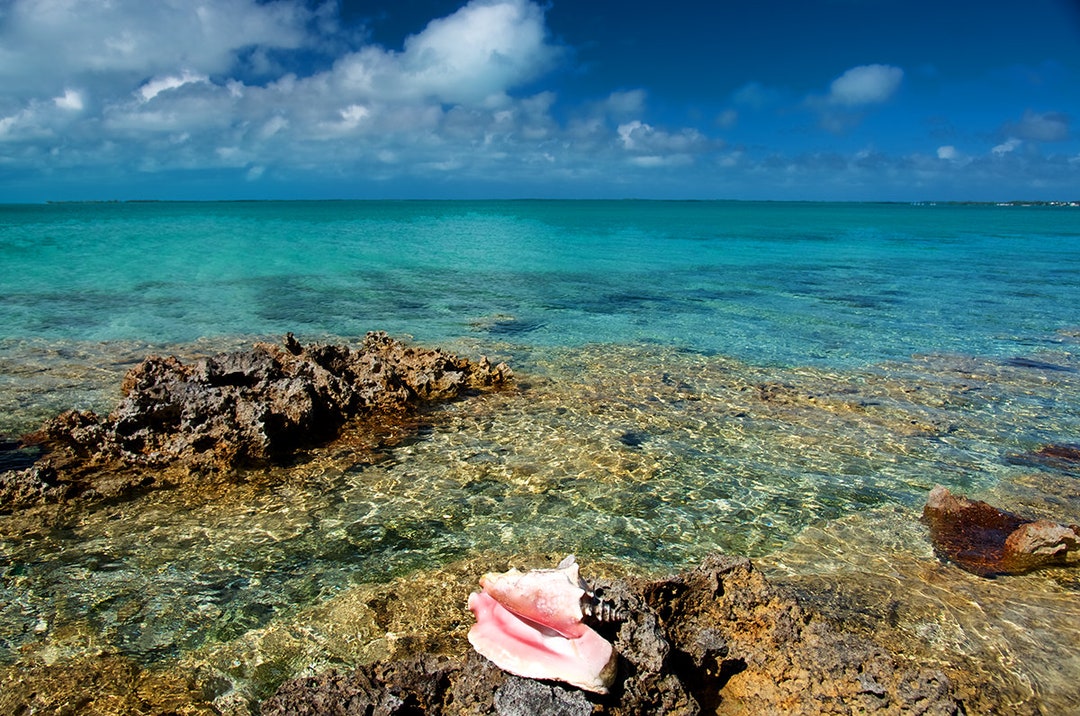 Conch Shell Rock Sound Eleuthera Bamahas Photo Print - Etsy