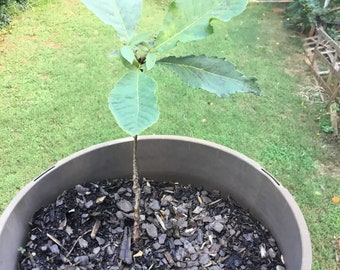 Dwarf Walnut Tree | Etsy