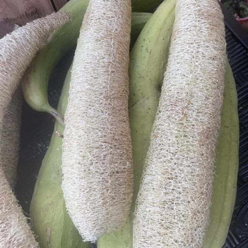 Luffa Sponge - Etsy