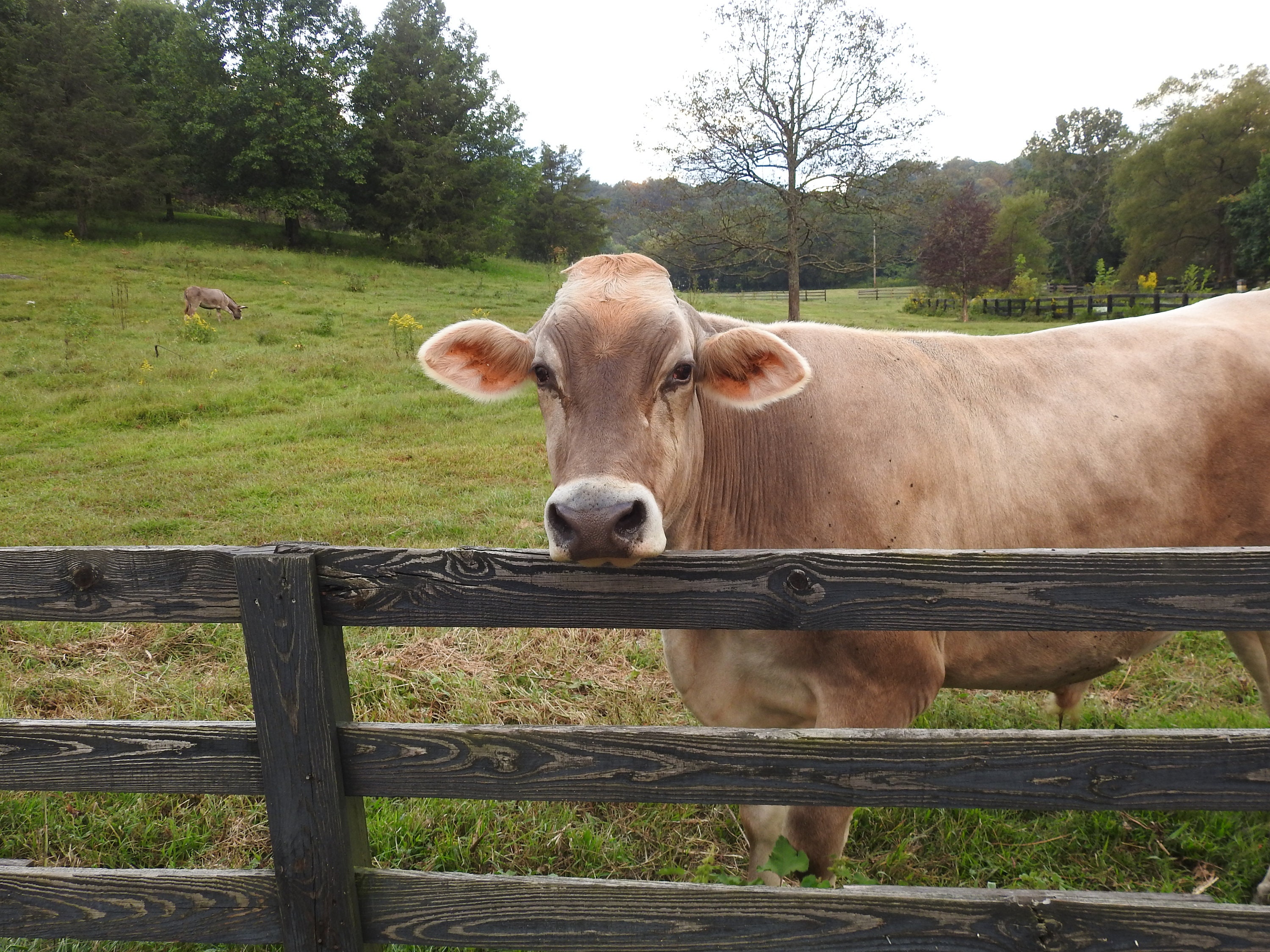 Cow, Wall Art, Digital Download, Cow Print, Photo, Farm, Country ...