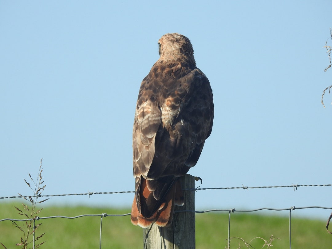 Red-tail Hawk Photo Perched on Post, Hawk Close-up, Bird, Digital ...