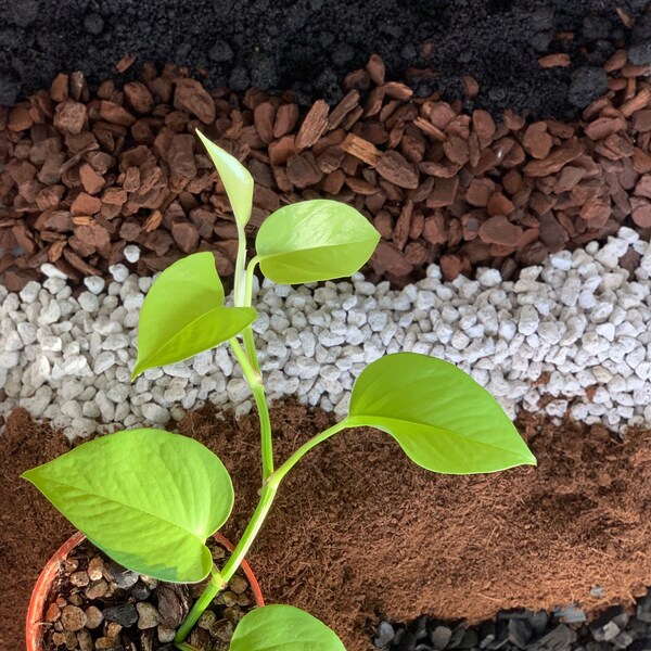 Pothos - Etsy