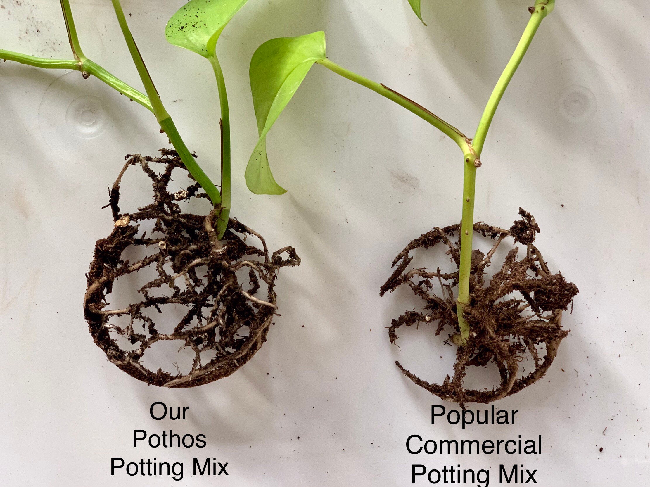 Pothos Potting Mix - Etsy