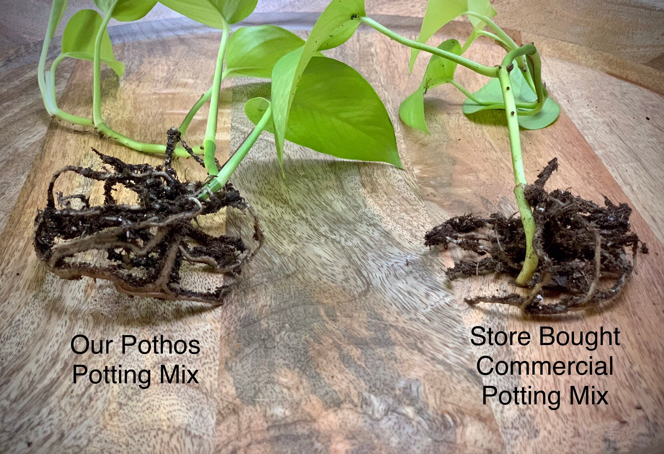 Pothos Potting Mix - Etsy