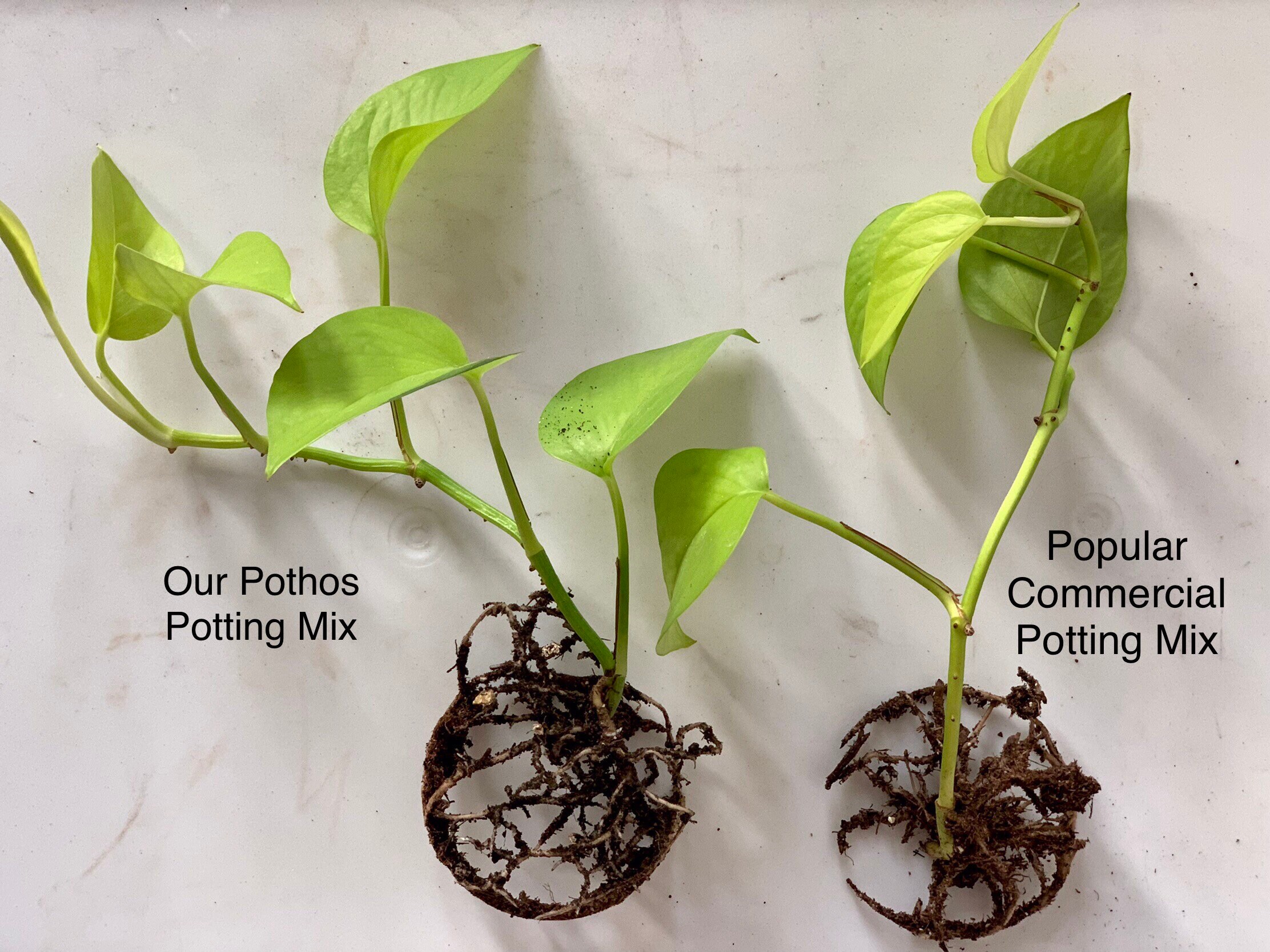 Pothos Potting Mix - Etsy