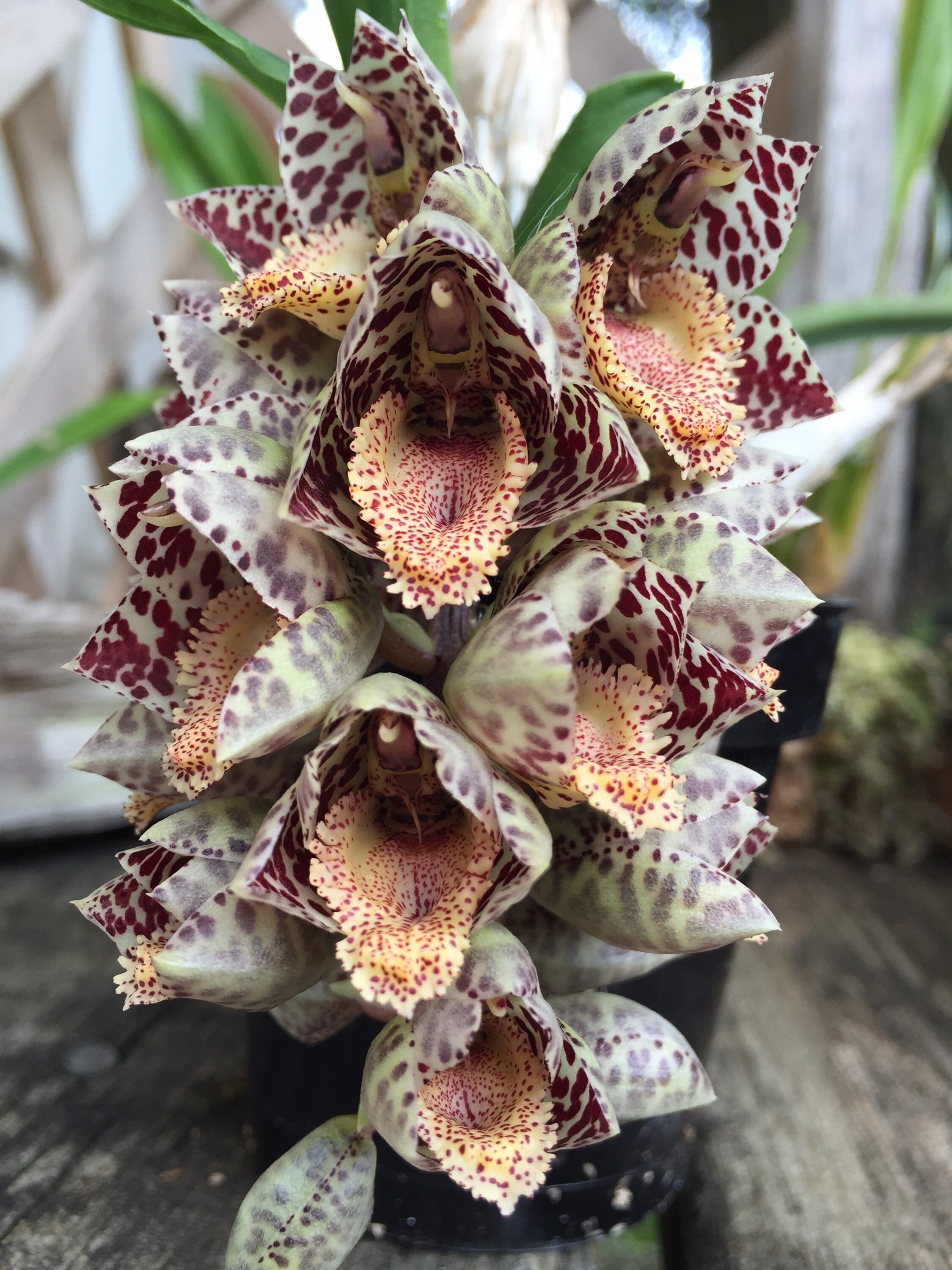 Orchid Potting Mix - Etsy