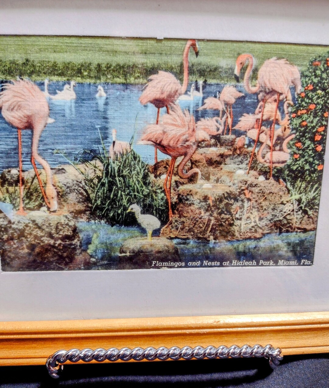 PRICE SLASHED Flamingos in Miami, Florida Post Card - Etsy