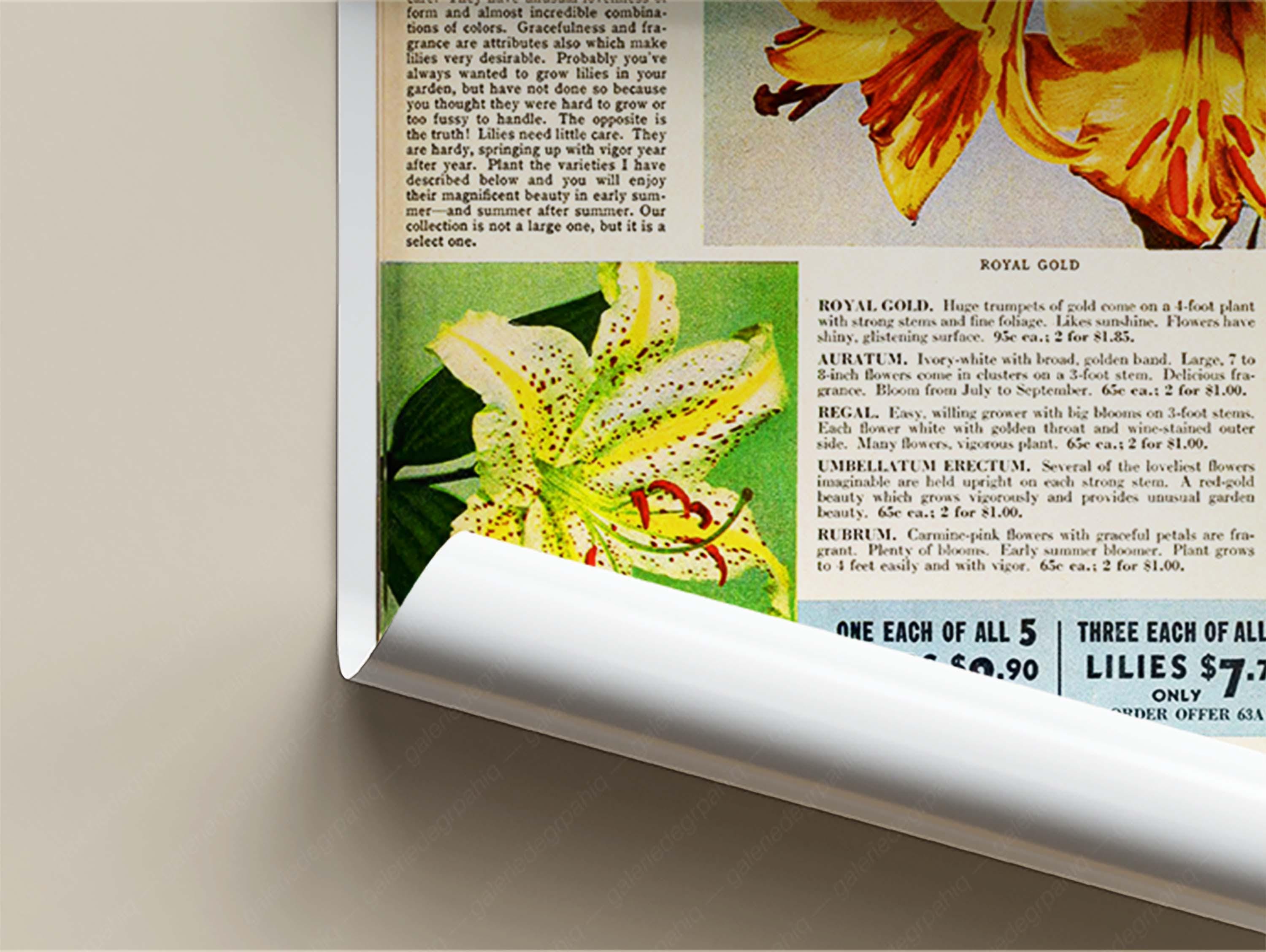 Lily Botanical Garden Poster, Flower Poster, Typography Print, Mid ...
