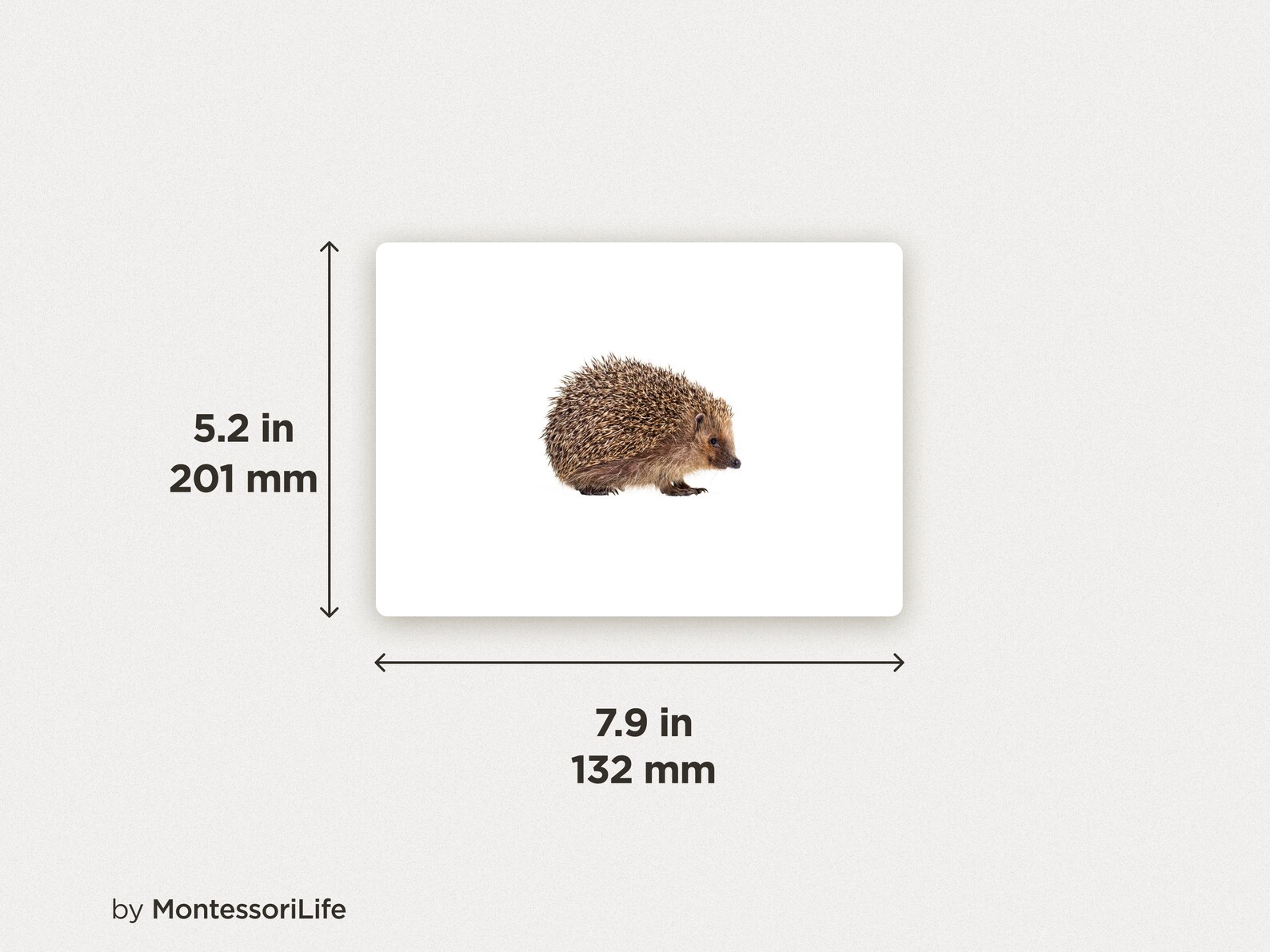 EESTI LOOMAD Estonian Animals set 2 18 Large Cards With | Etsy