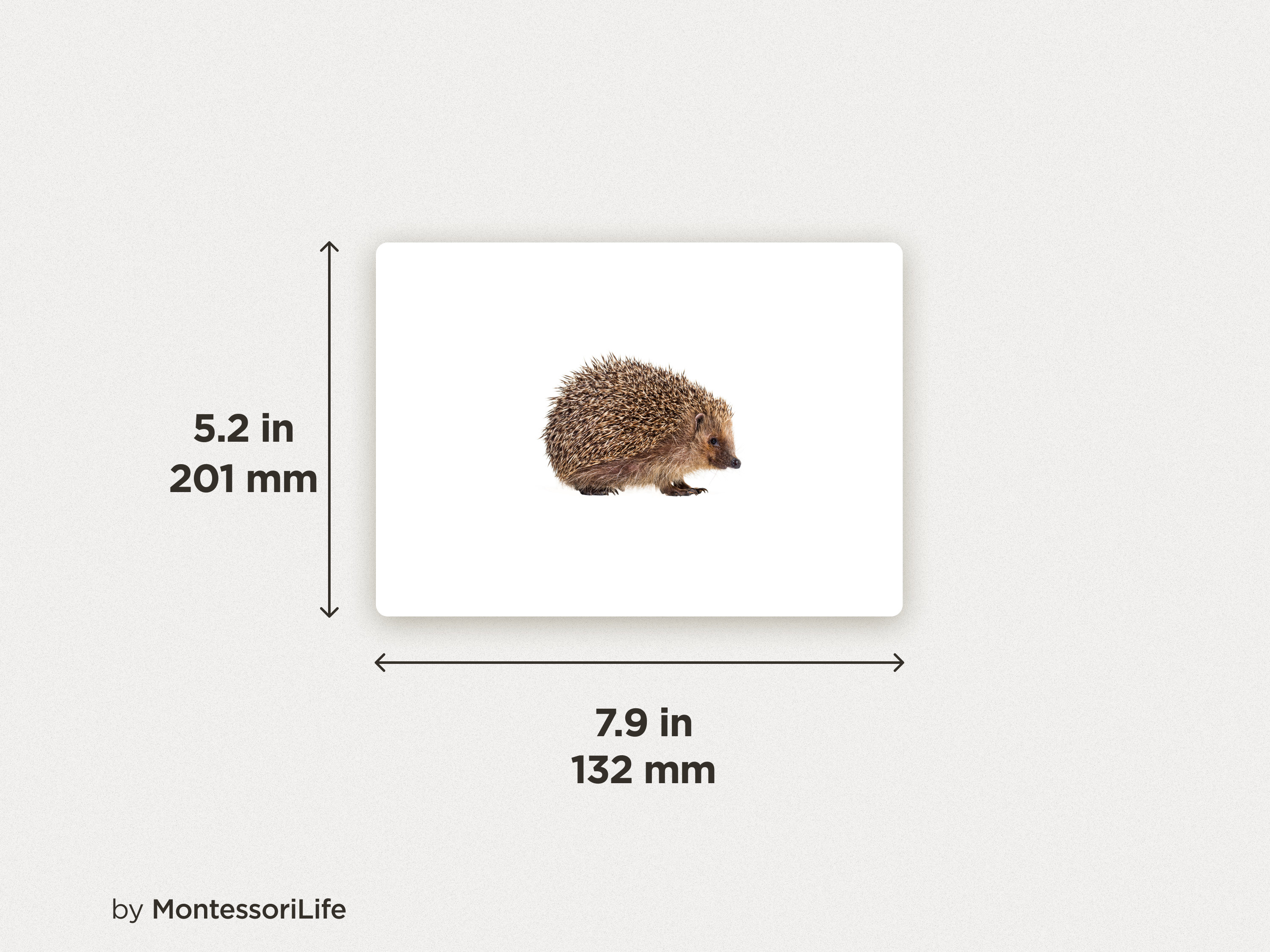 EESTI LOOMAD Estonian Animals set 2 18 Large Cards With - Etsy