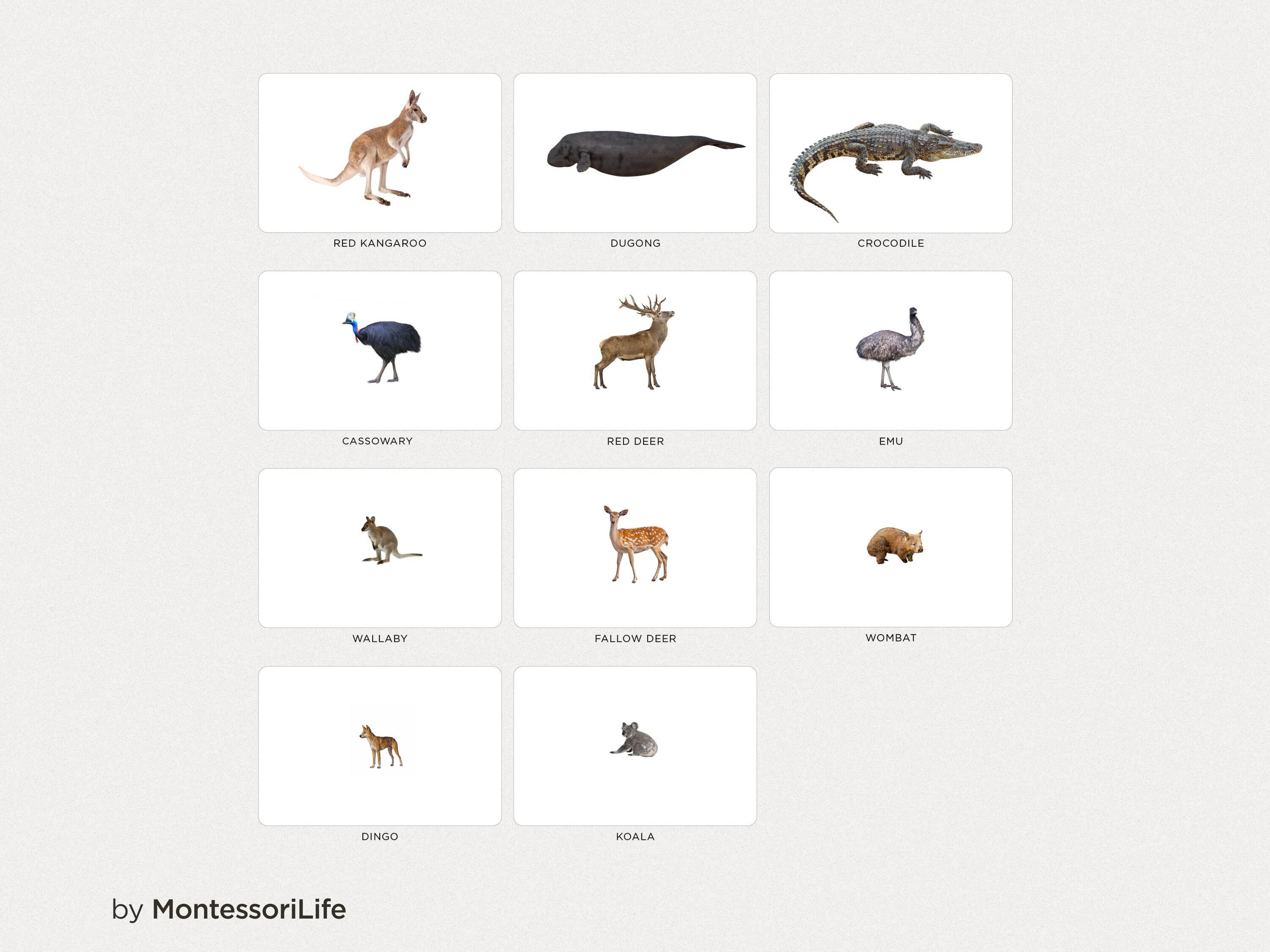 AUSTRALIAN ANIMALS bundle, 29 Large Cards With Real Images ...
