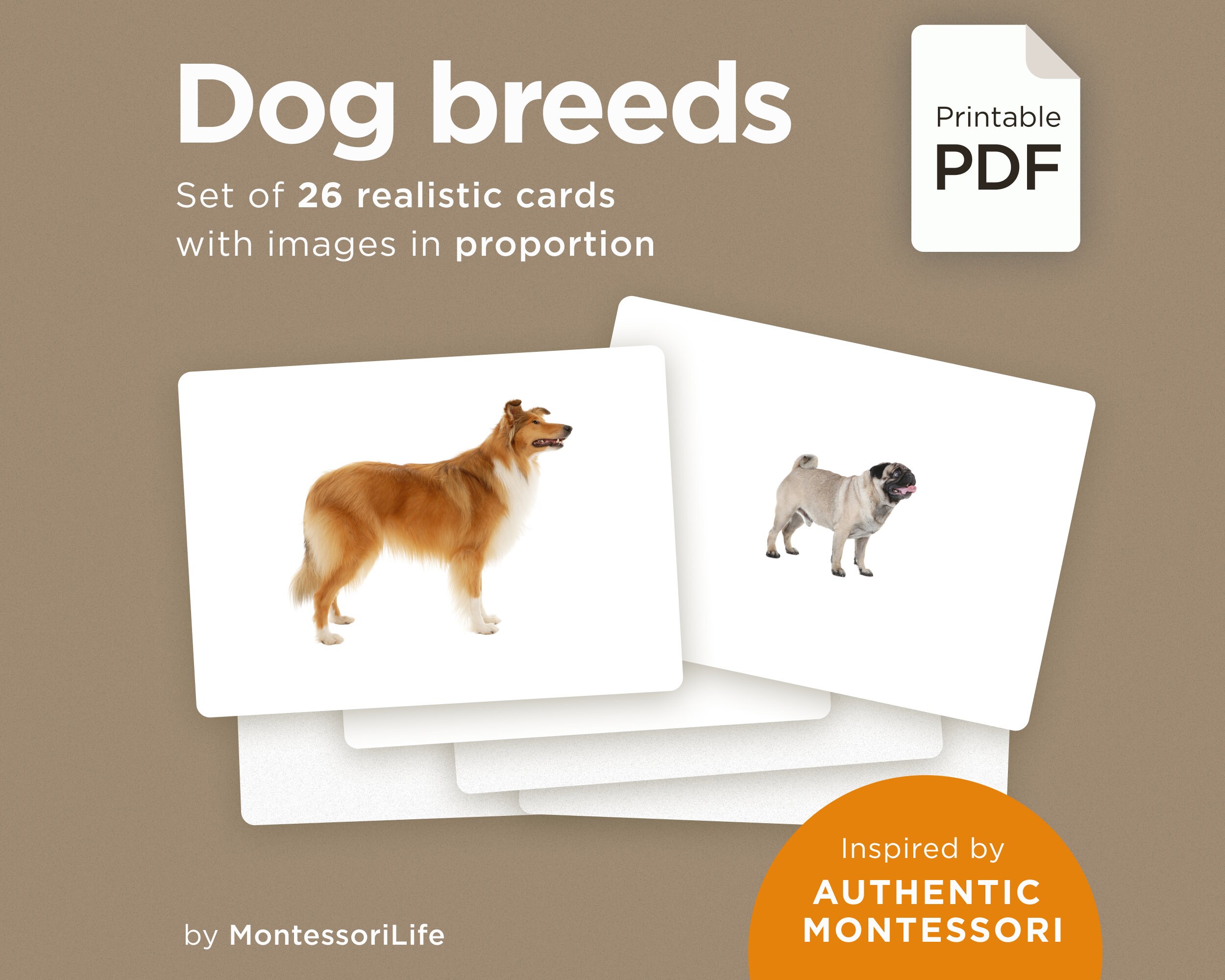 DOG BREEDS, 26 Large Cards With Real Images & Proportions, Montessori ...