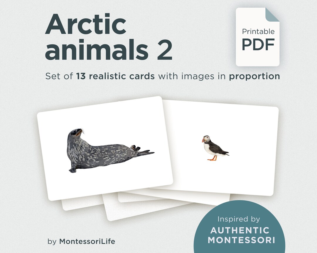 ARCTIC ANIMALS (set 2), 13 Large Cards With Real Images & Proportions ...
