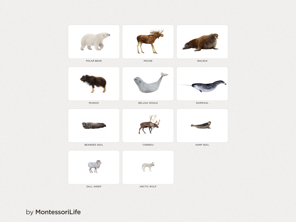 ARCTIC ANIMALS bundle, 24 Large Cards With Real Images & Proportions ...