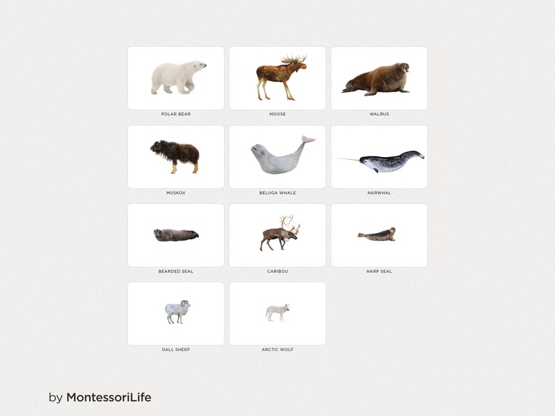 ARCTIC ANIMALS bundle 24 Large Cards With Real Images & | Etsy