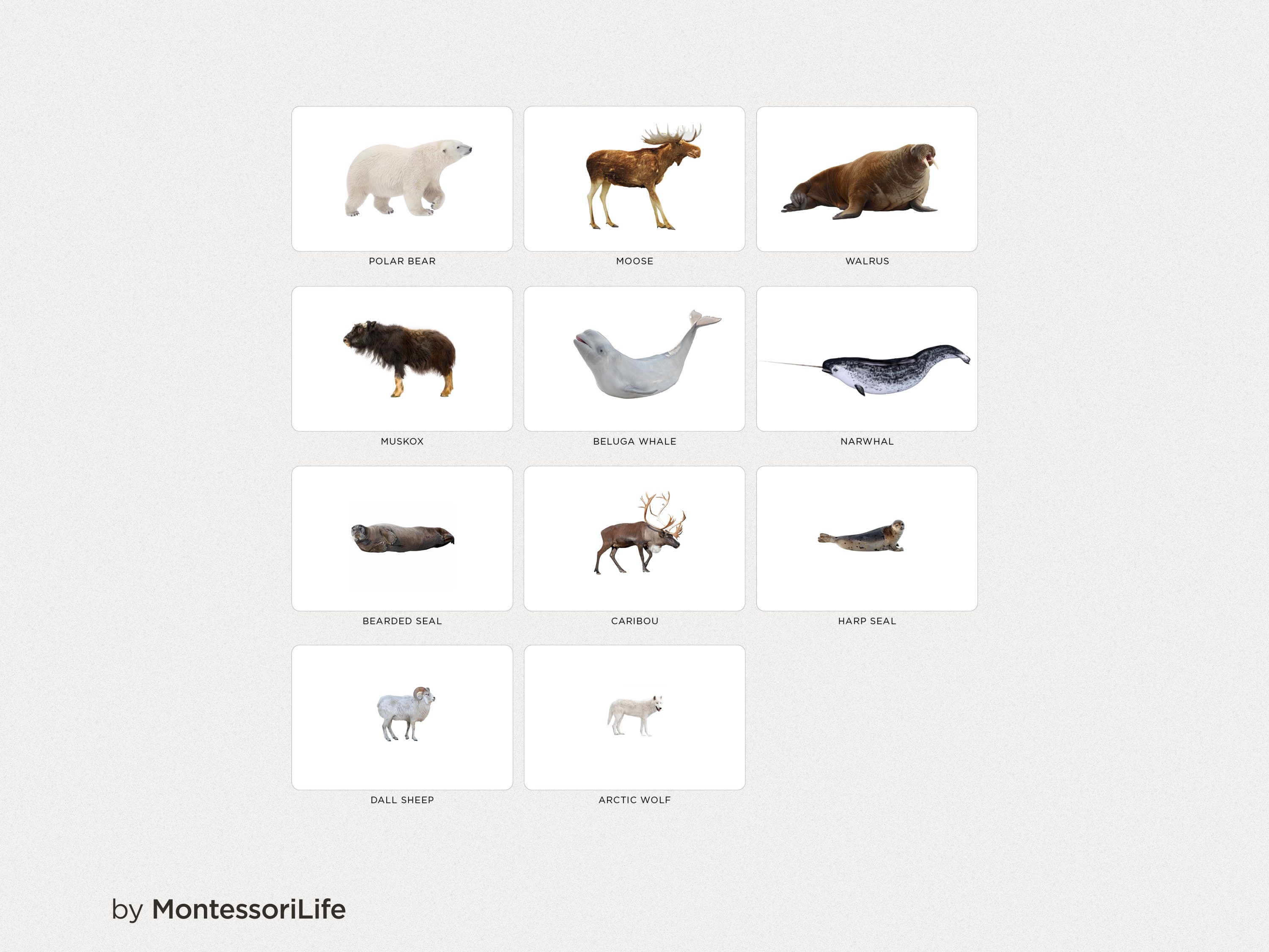 ARCTIC ANIMALS set 1, 11 Large Cards With Real Images & Proportions ...
