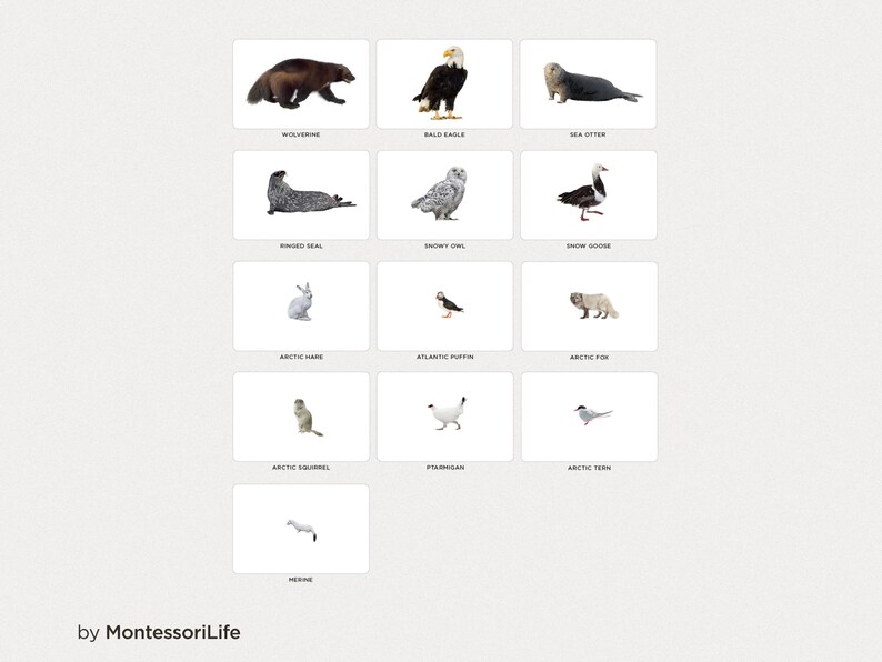 ARCTIC ANIMALS bundle, 24 Large Cards With Real Images & Proportions ...