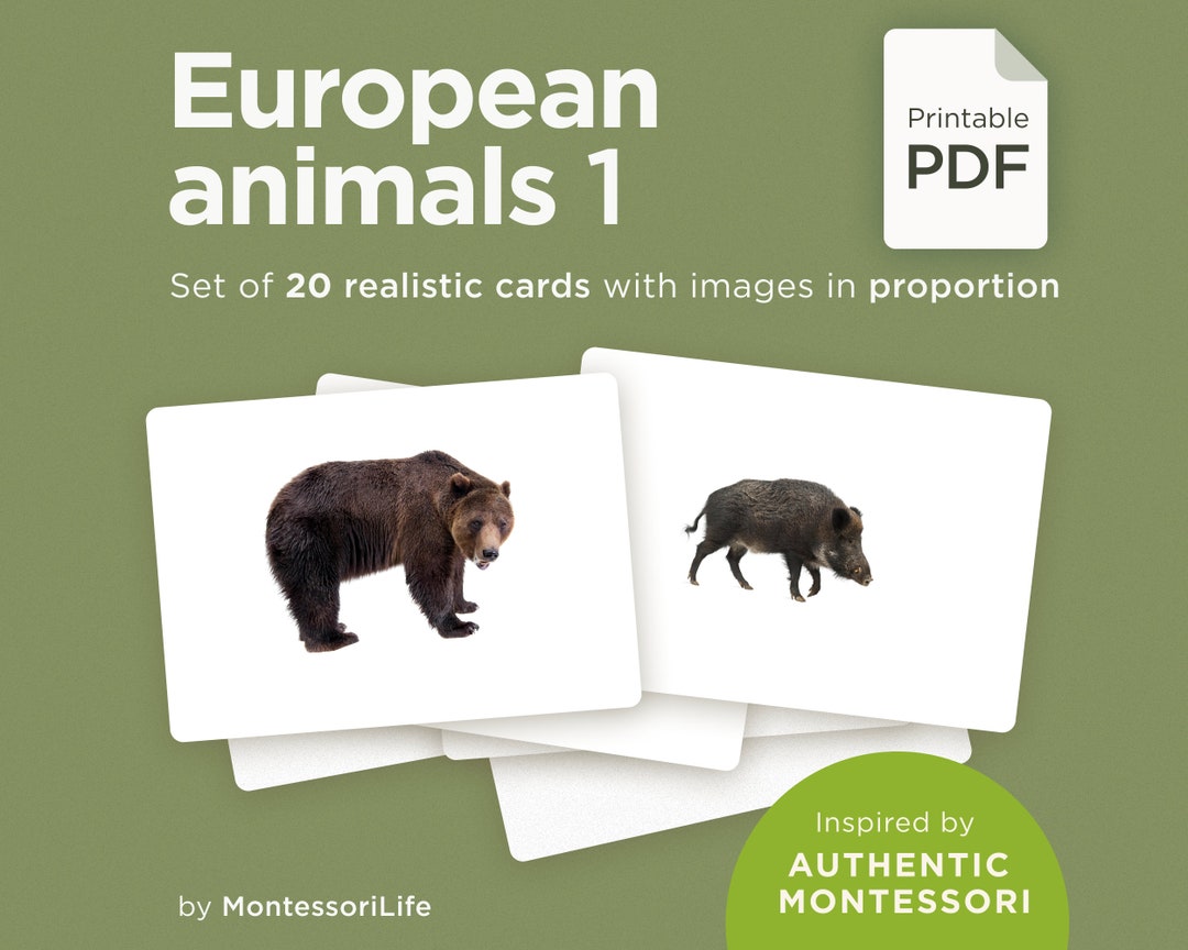 EUROPEAN ANIMALS set 1, 20 Large Cards With Real Images & Proportions ...